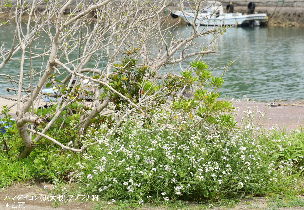 初夏の海辺に咲く花々: 下手の横好き写真