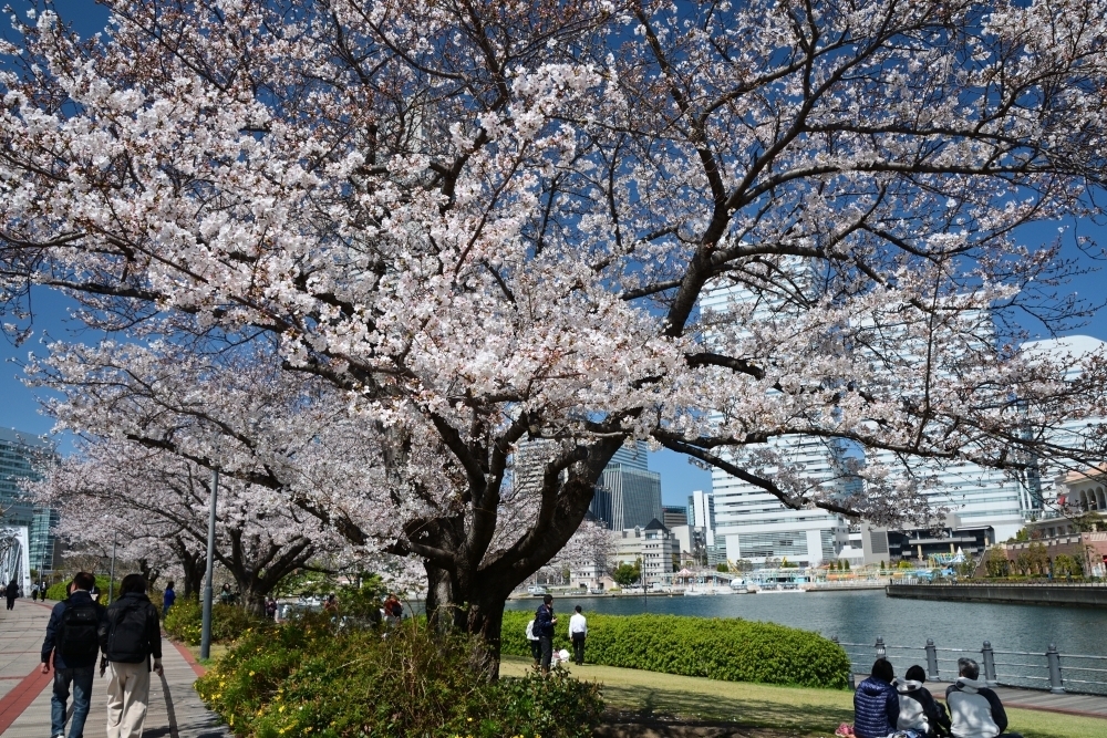 桜ー横浜みなとみらい1: 下手の横好き写真